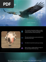 Grade 12 Life Science The Eye | PDF | Eye | Myopia