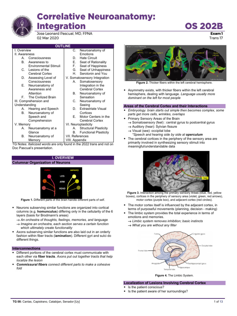 OS 202B E01 T17 Correlative Neuroanatomy Integration 2024 | PDF ...