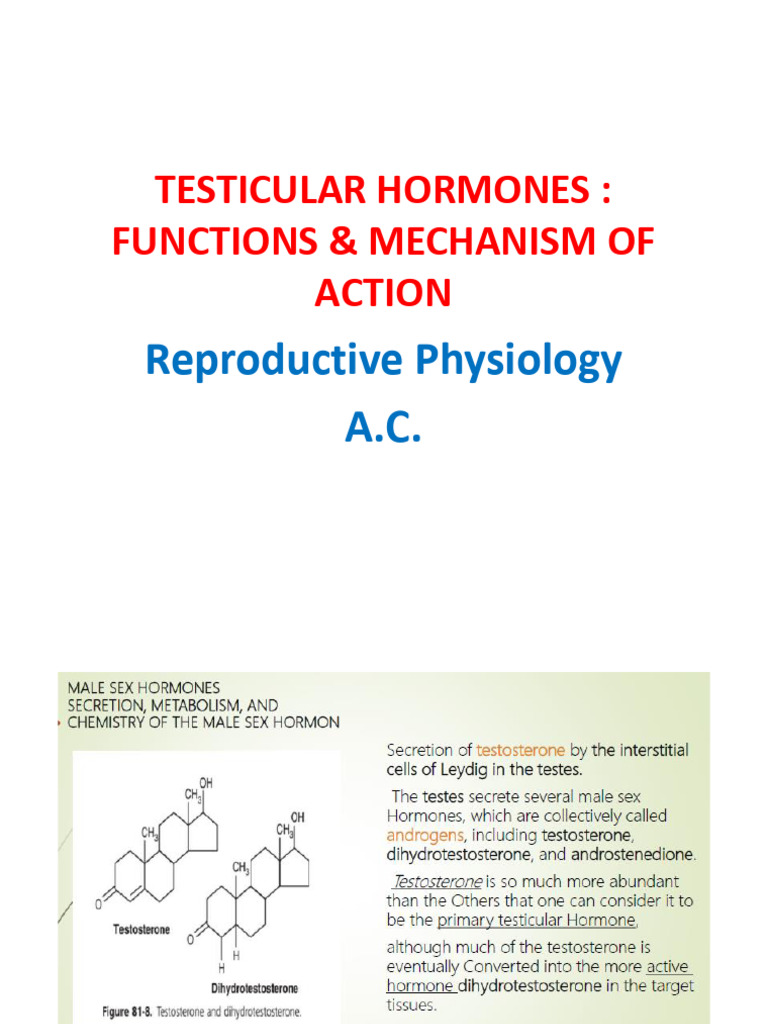 Testicular Hormones: Testosterone Functions | PDF