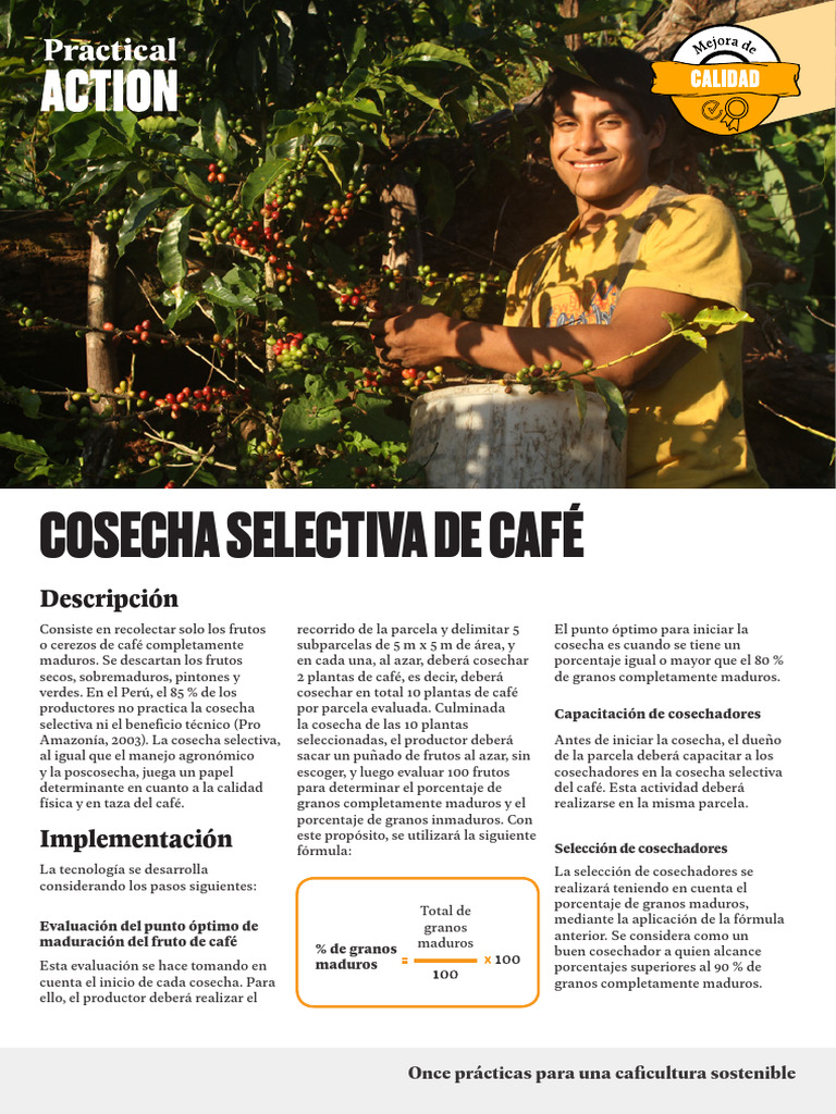 08 - Cosecha Selectiva | PDF | café | Cosecha