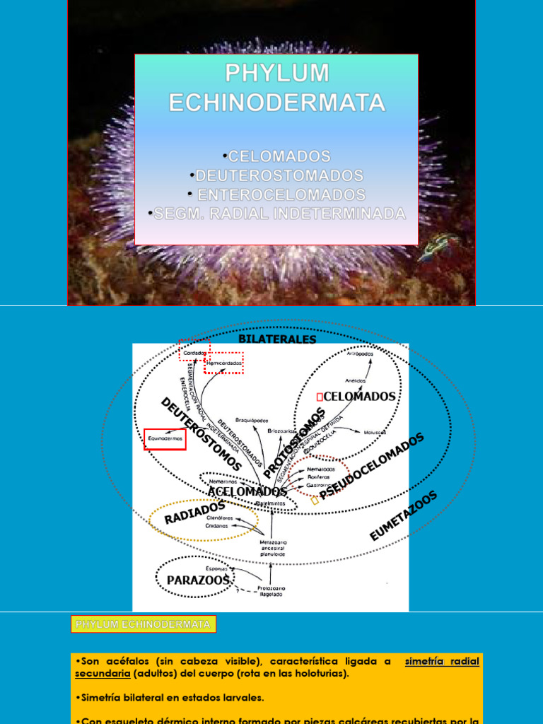EQUINODERMOS-2022 | PDF | Boca | Biología