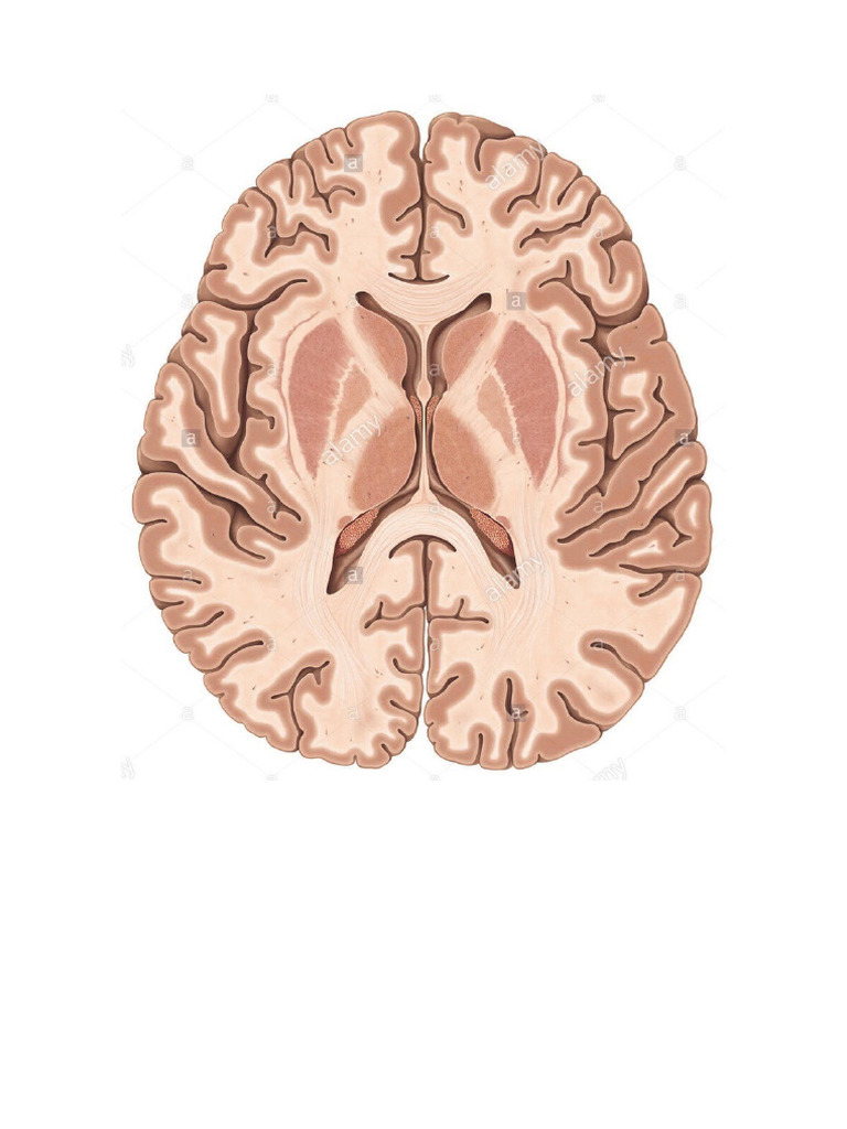 Cerebro Corte Axial | PDF