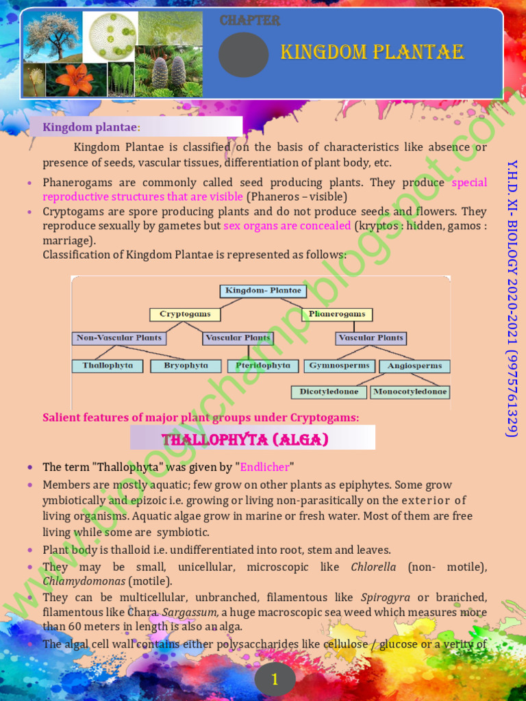 Overview of Kingdom Plantae Classification | PDF | Moss | Plant Morphology