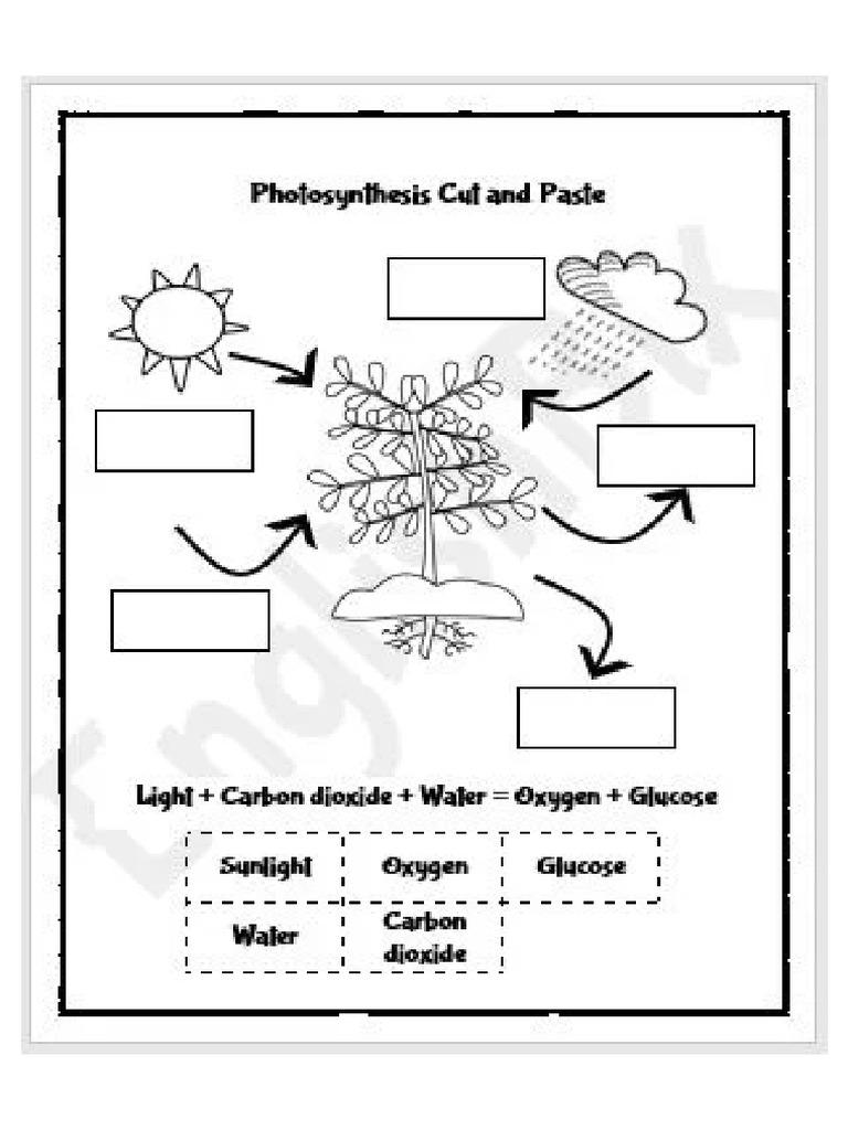Photosynthesis Process Cut and Paste Worksheet | PDF