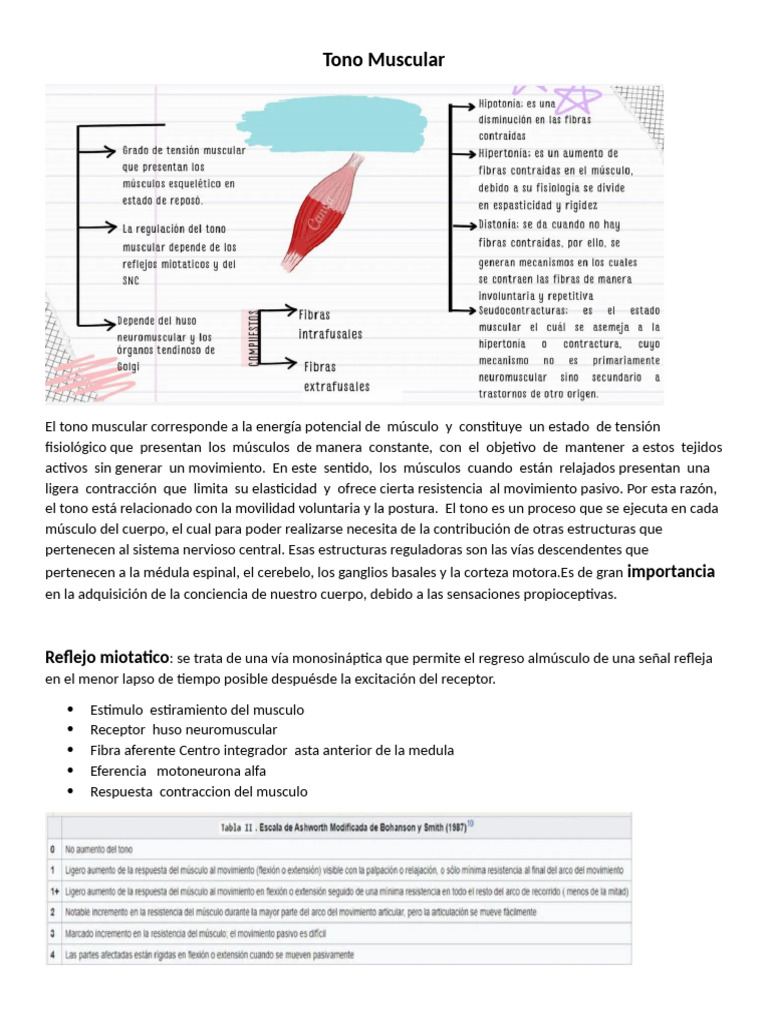 Tono Muscular: Hipotonía y Hipertonía | PDF | Músculo | Contracción ...
