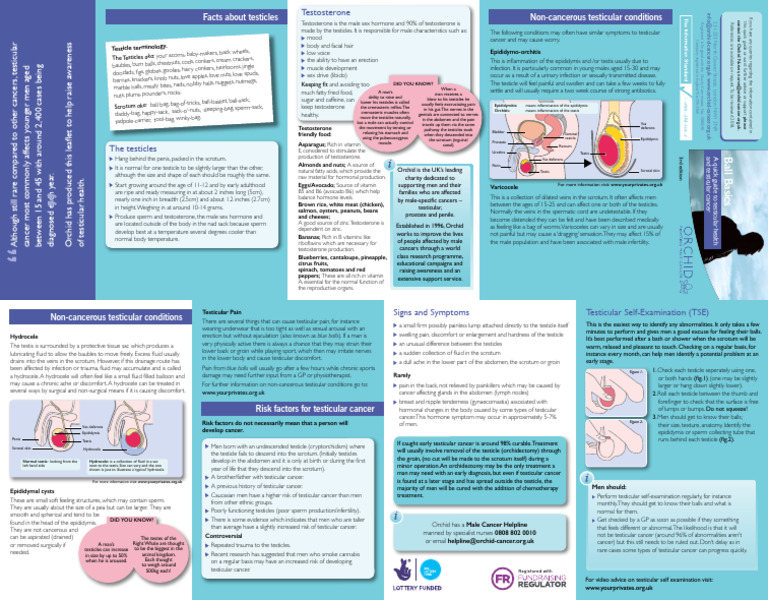 Understanding Testicular Lumps | PDF | Testicle | Diseases And Disorders