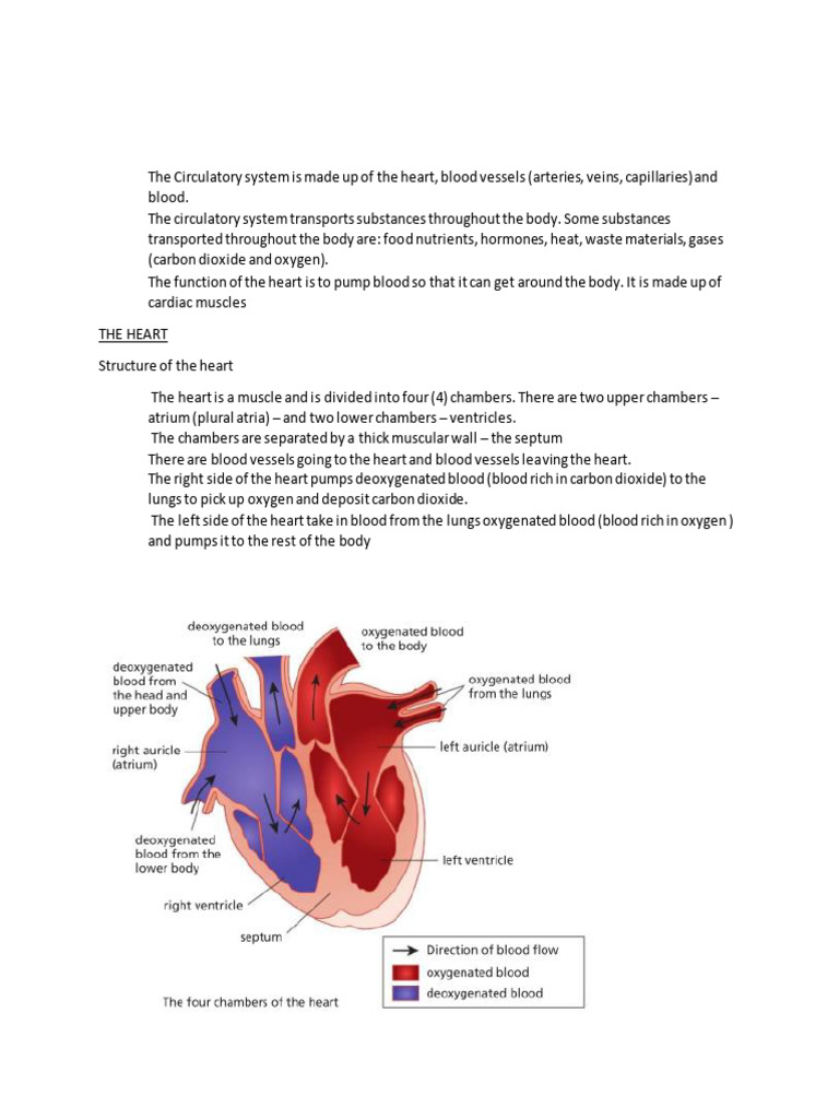 Human Circulatory System Overview | PDF | Heart | Blood Vessel