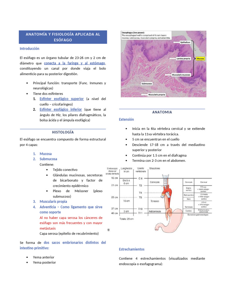 2-Hernia Hiatal, Zenker, Esofagitis | PDF | Esófago | Anatomía