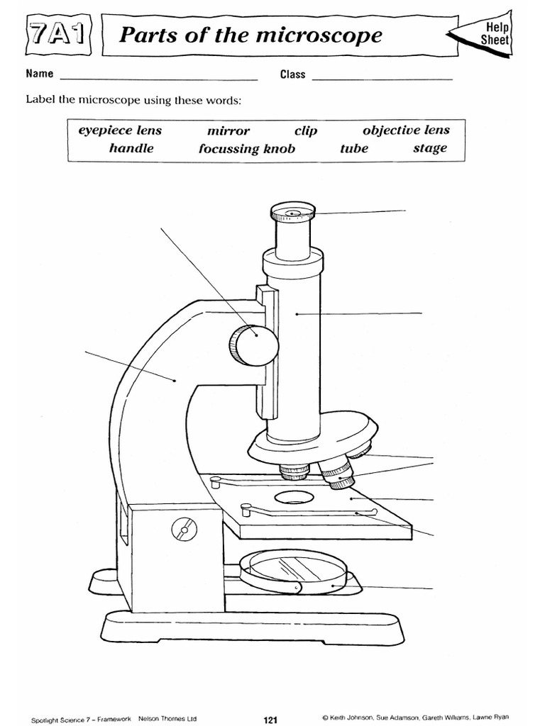 Cell Worksheets | PDF