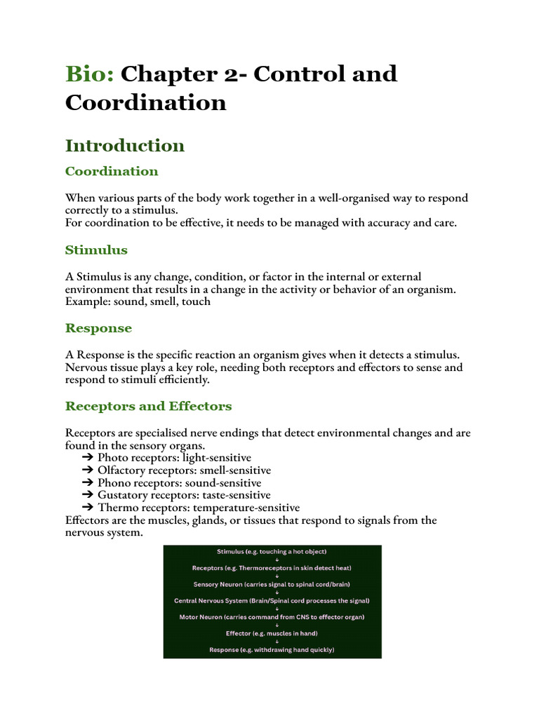 Bio - Chapter 2 - Control and Coordination | PDF | Neuron | Nervous System