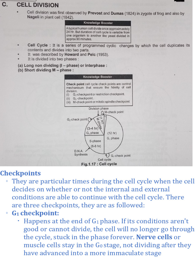 Cell Cycle Checkpoints Explained | PDF