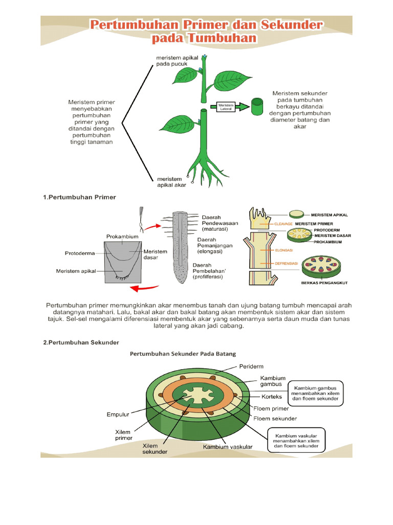 Perkecambahan Tipe Epigea1 | PDF