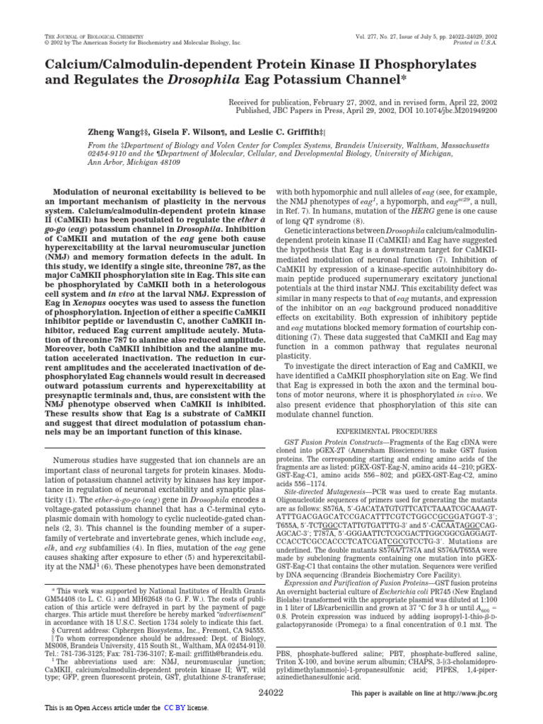 Calmodulin-Dependent Protein Kinase II Phosphorylates and Regulates The ...