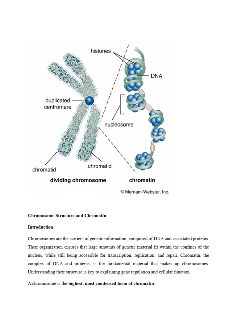 Chromosome Structure and Chromatin Overview | PDF | Chromatin | Histone