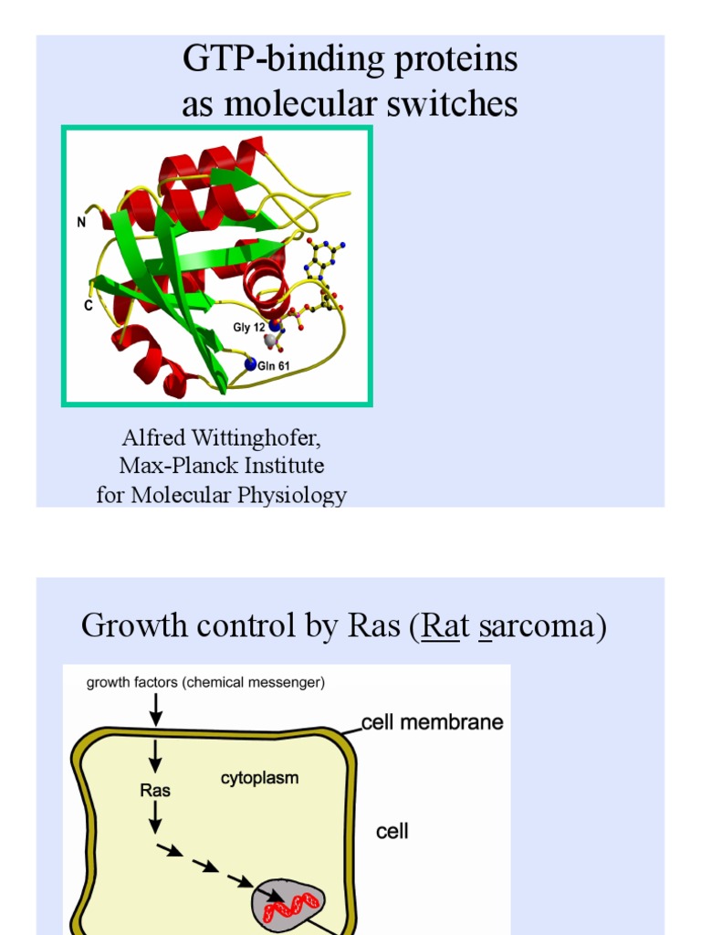 1 GTP-Binding Proteins As Molecular Switches Wittinghofer | PDF ...