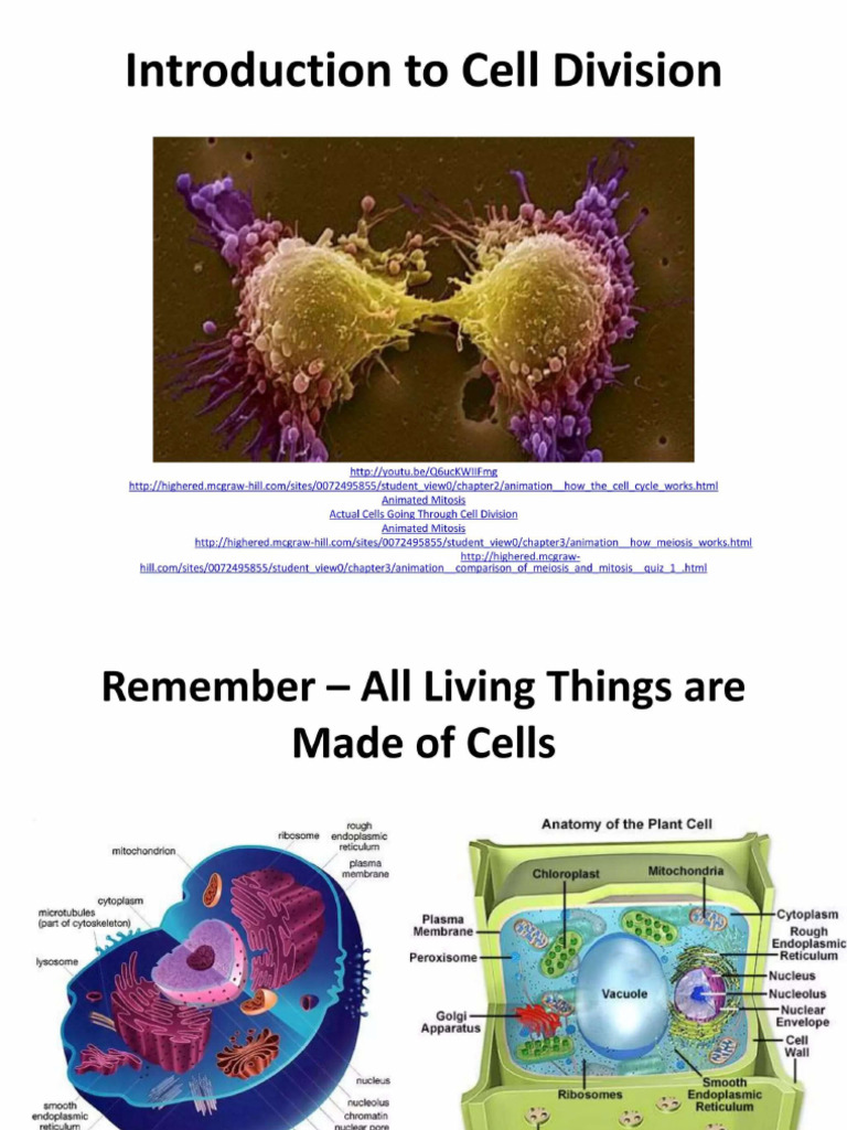 Cell Division | PDF