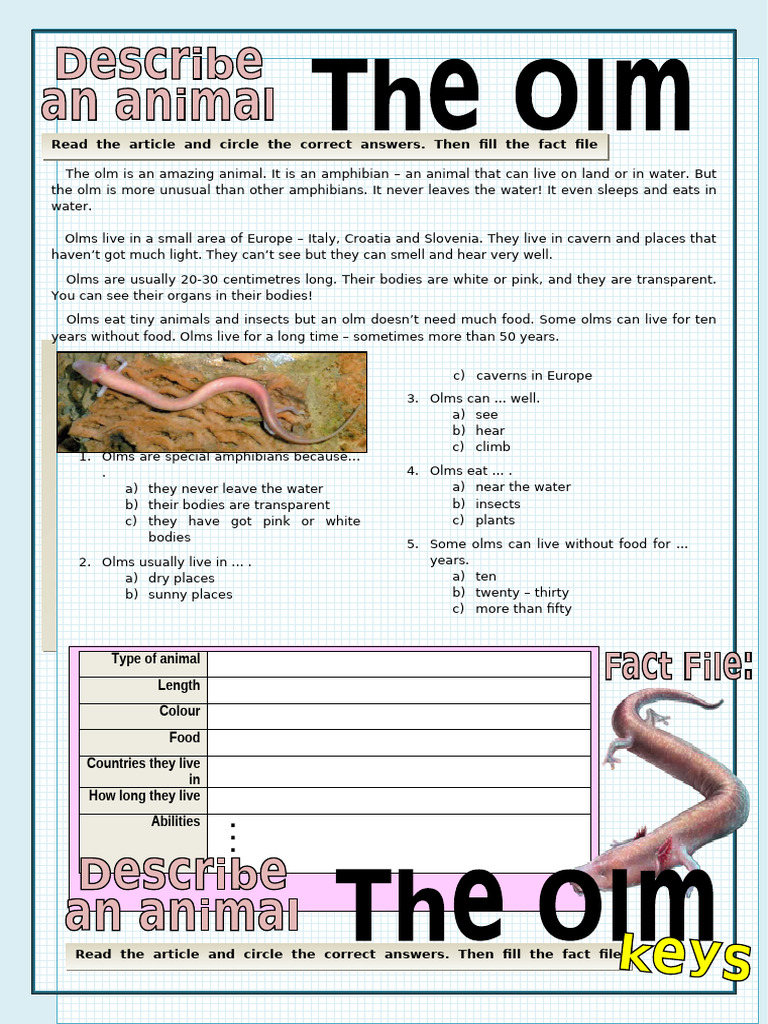 Reading The Olm Describe An Animal Information Gap Activities Reading ...