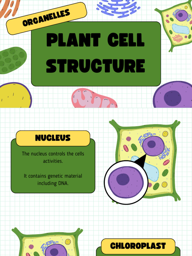 Plant Cell Structure Presentation | PDF