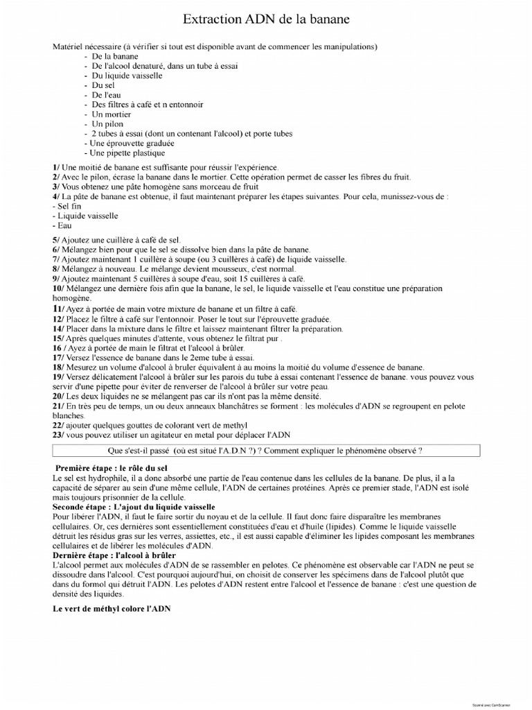 Extraction Adn Banane | PDF