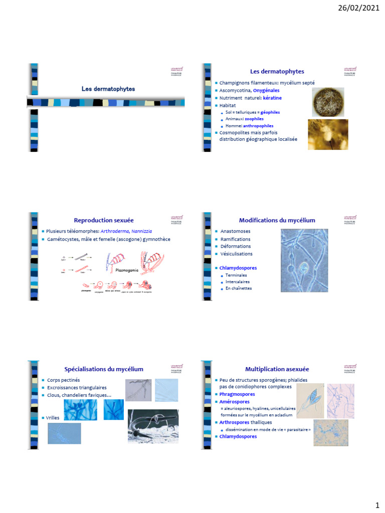 Dermatophytes : caractéristiques et pathologies | PDF | Inflammation | Peau