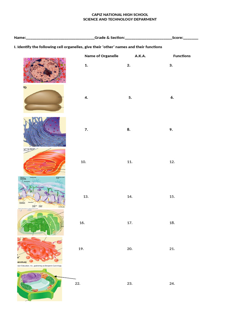Cell Organelles Worksheet | PDF | Cell (Biology) | Organelle
