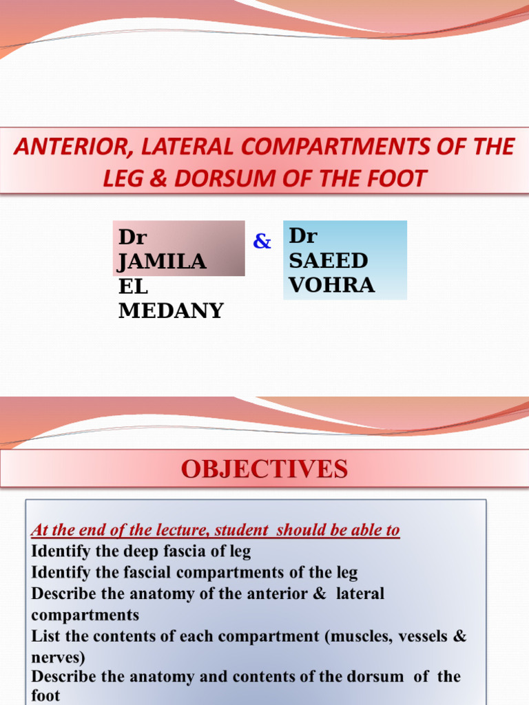 L23-Front & Lateral Compartment of The Leg | PDF | Ankle | Foot