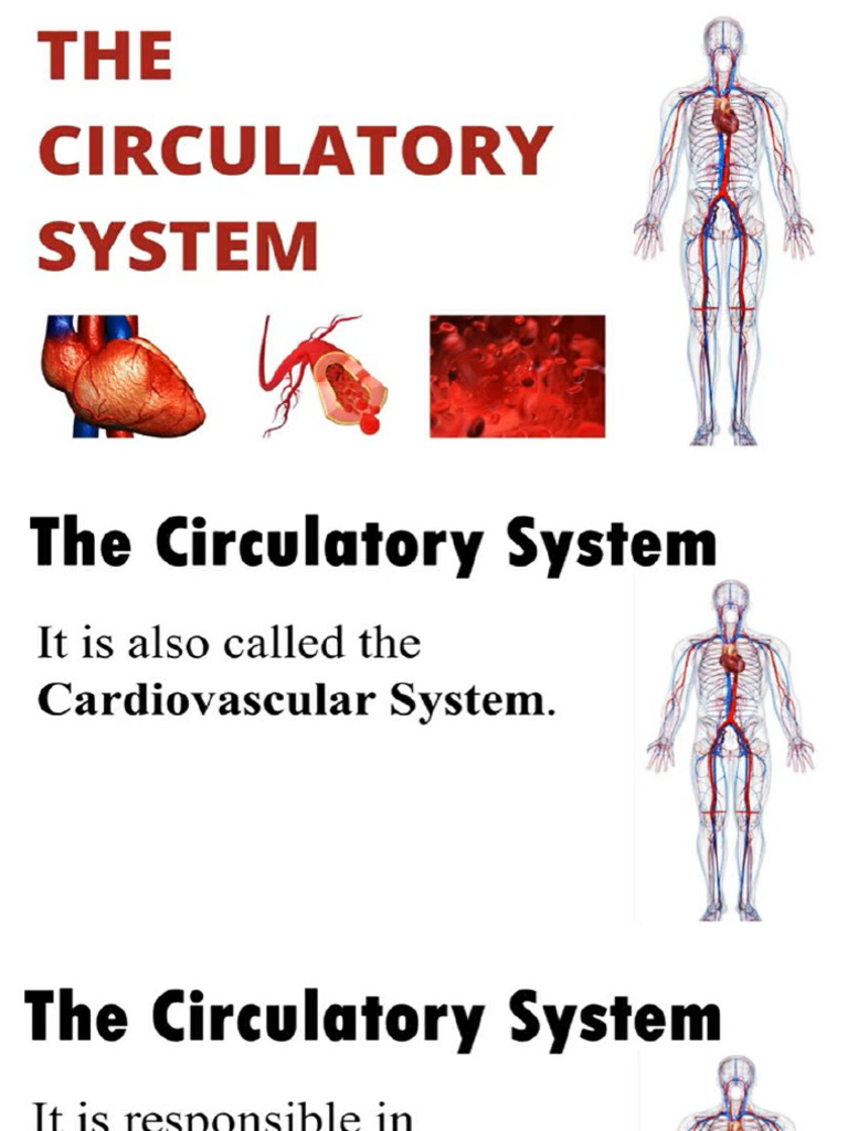 Circulatory System Grade 6 | PDF | Heart | Heart Valve