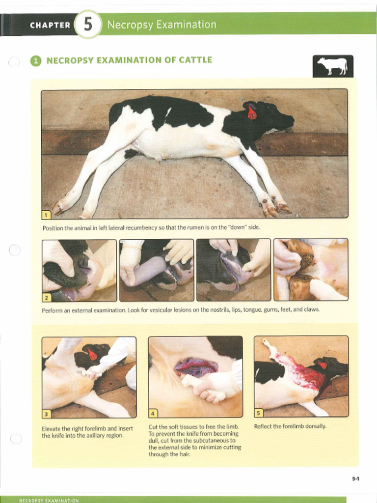 Cattle Necropsy | PDF