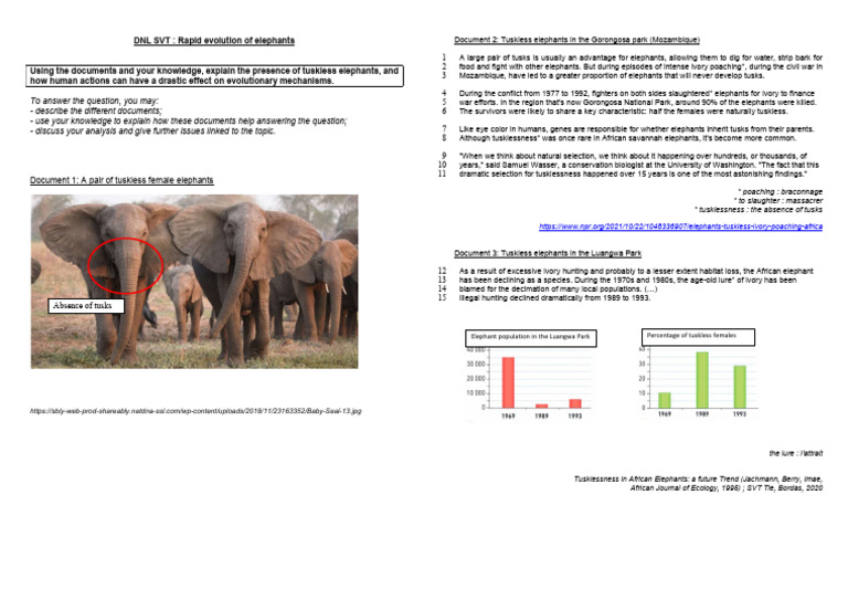 EMANUEL Tuskless Elephants | PDF | Elephant | Ivory