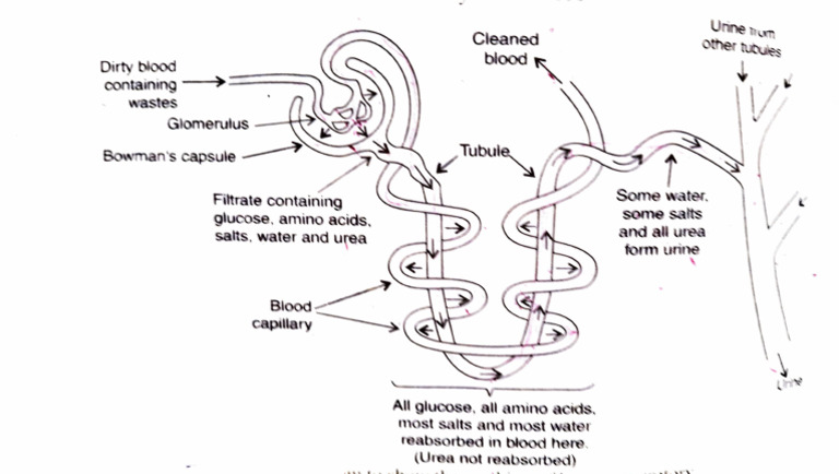 Nephron Structure and Function Diagram | PDF