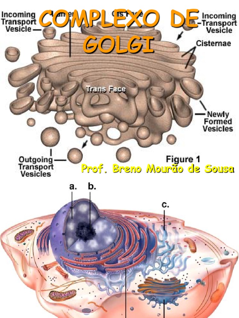 Complejo De Golgi