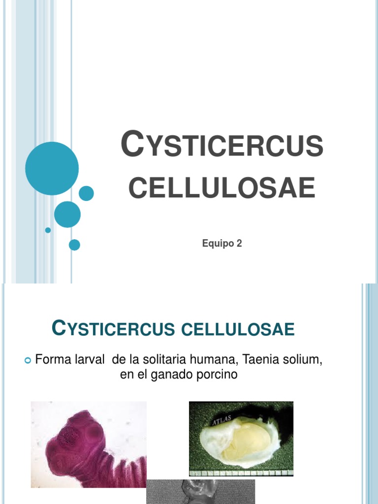 Cysticercus Cellulosae | Medicina | Inmunología
