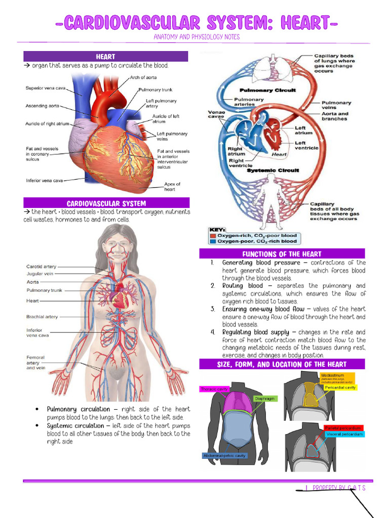 Heart | PDF