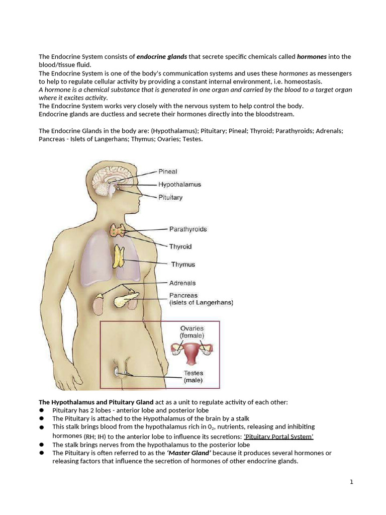 The Endocrine System Notes | PDF | Menstrual Cycle | Endocrine System