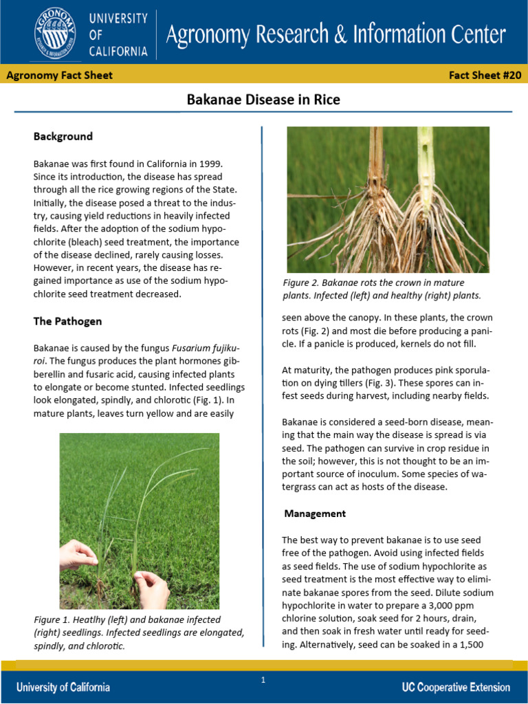 Bakanae Fact Sheet V2 | PDF | Seed | Chlorine