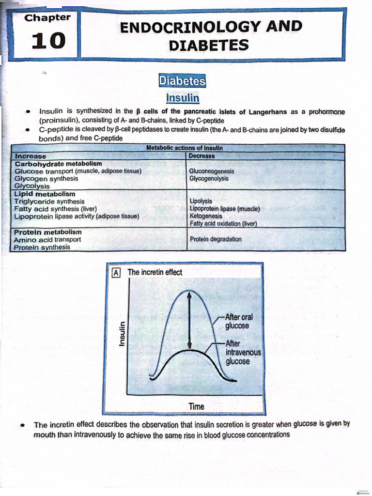 Endocrinology | PDF