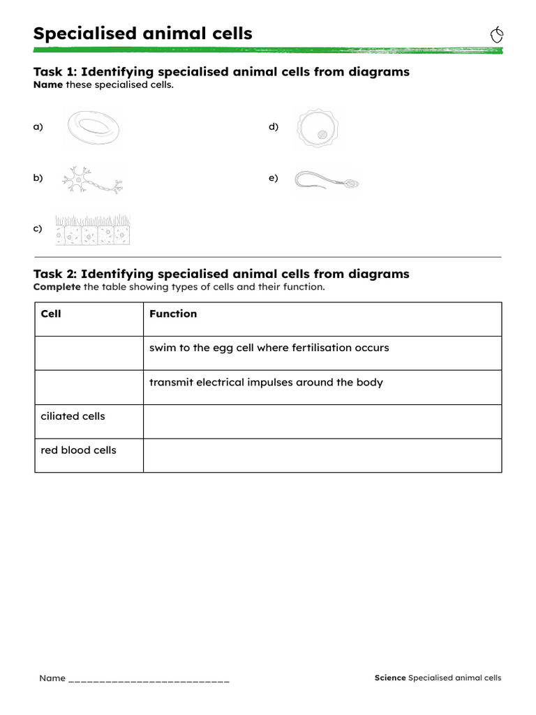 Specialized Animal Cells Explained | PDF | Cell (Biology) | Fertilisation