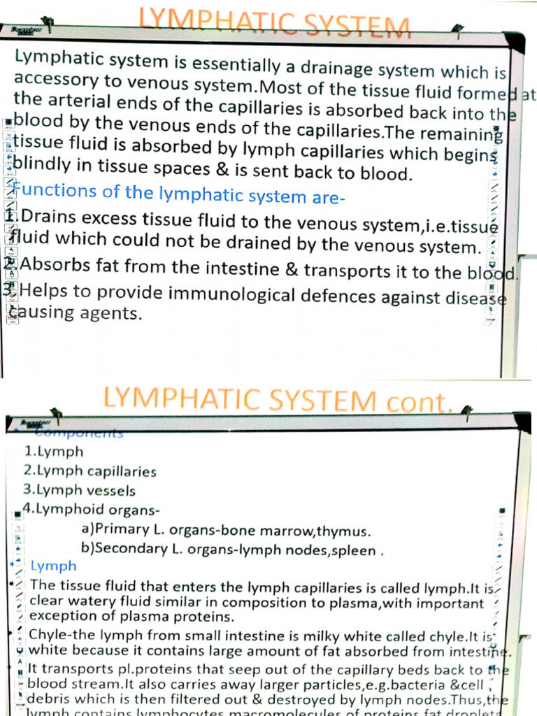 Lymphatic System | PDF