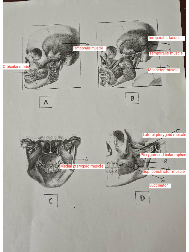 OSPE FigureHead and Neck | PDF | Musculoskeletal System | Soft Tissue