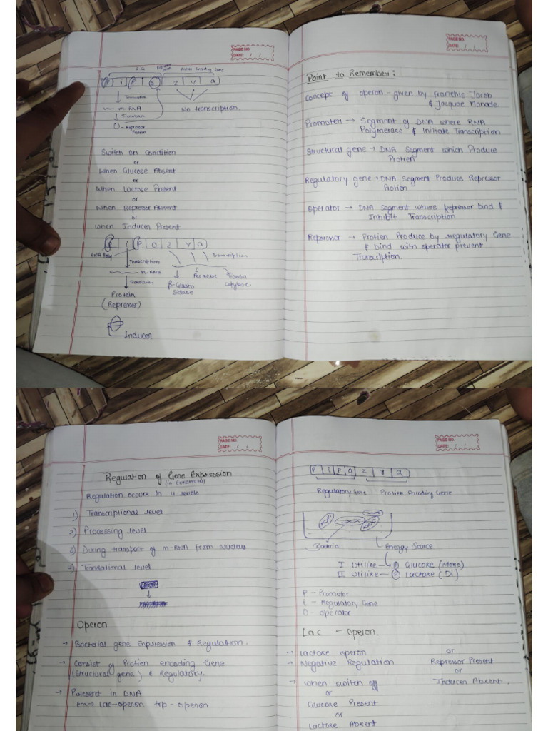 Molecular Basis of Inheritance Notes | PDF
