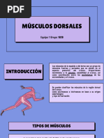 Musculos Intrinsecos y Extrinsecos Del Dorso | PDF | La columna ...