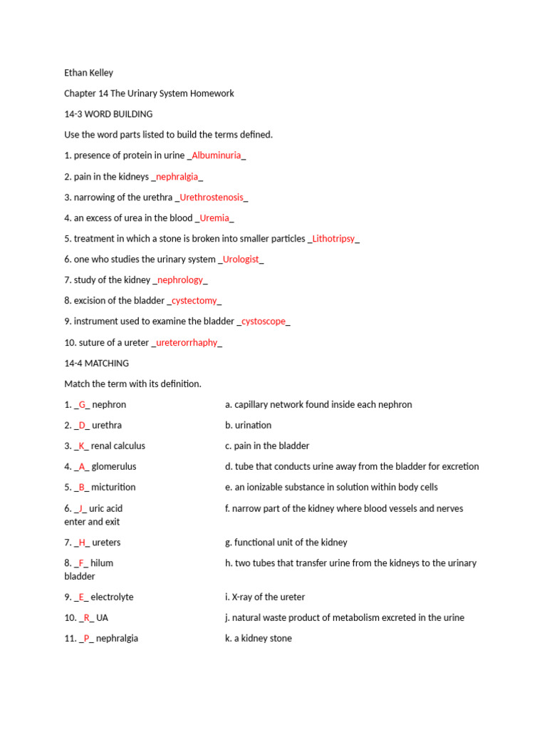 Ch14 The Urniary System | PDF | Kidney | Urinary System