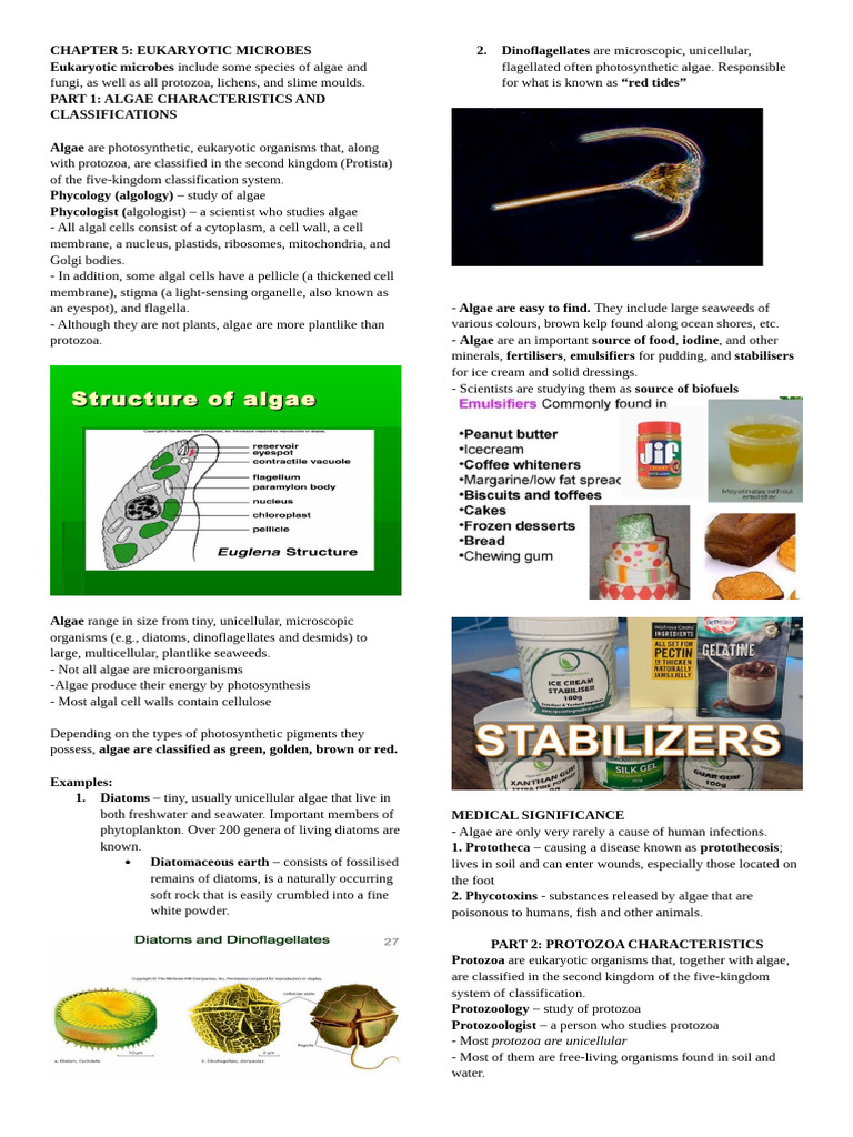 Chapter 5 - Eukaryotic Microbes. Notes | PDF | Algae | Protozoa