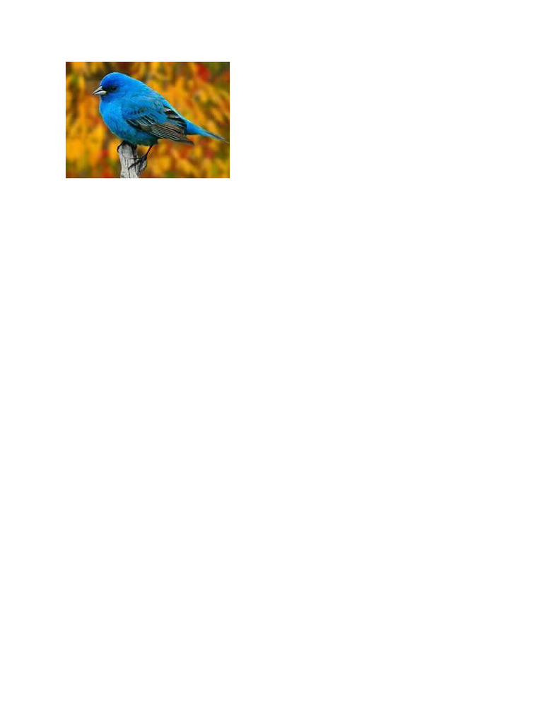 Pajarito Azul | PDF
