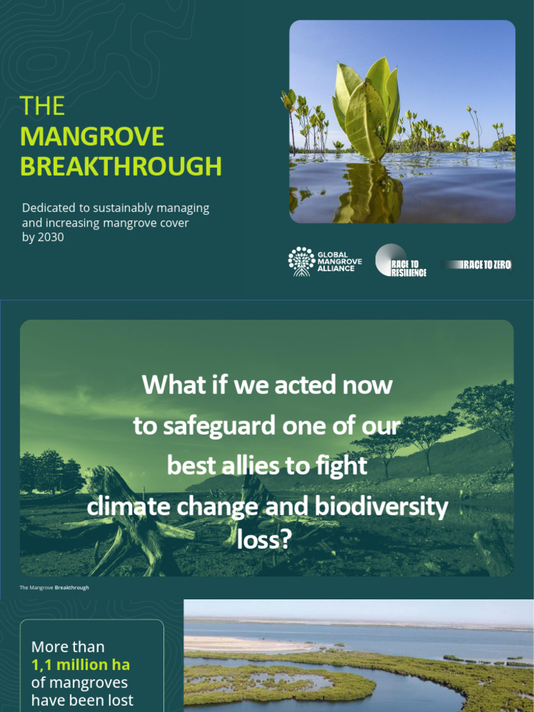 Mangrove Breakthrough Slide Deck | PDF | Mangrove | Biodiversity