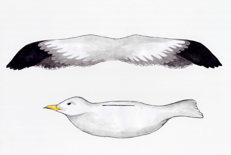 Seagull Printable | PDF