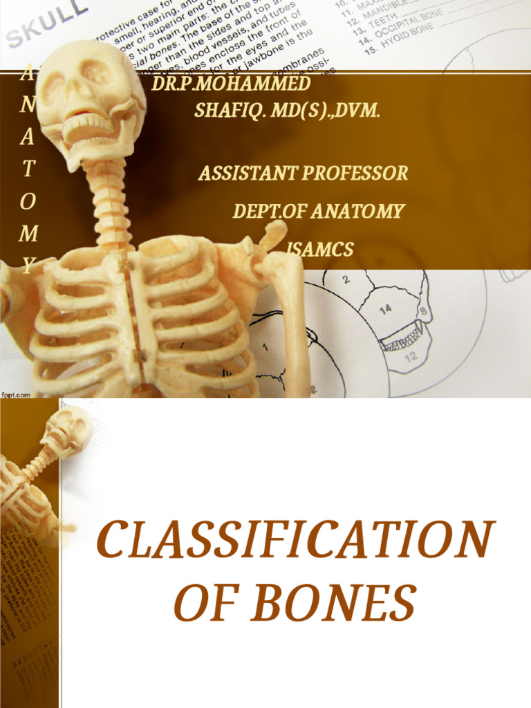 Classification of Bones Overview | PDF