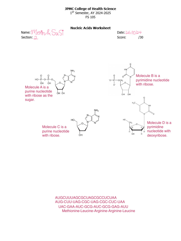 Nucleic Acids Worksheet for FS 105 | PDF | Nucleotides | Dna