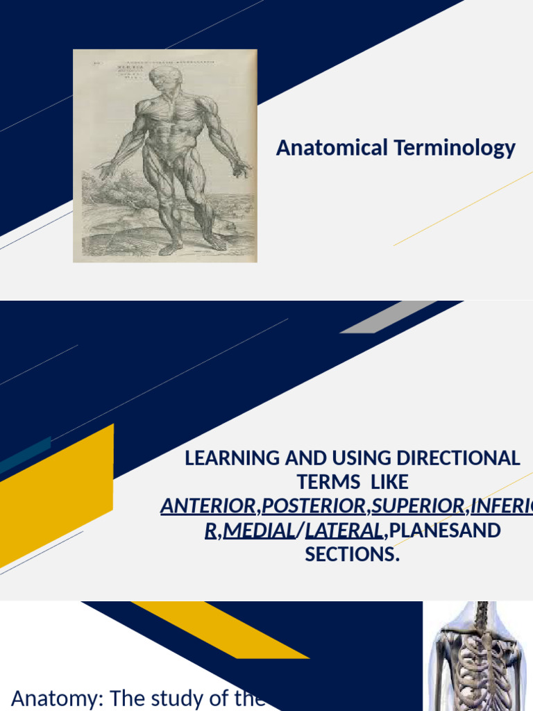 Understanding Anatomical Terminology | PDF | Anatomical Terms Of ...