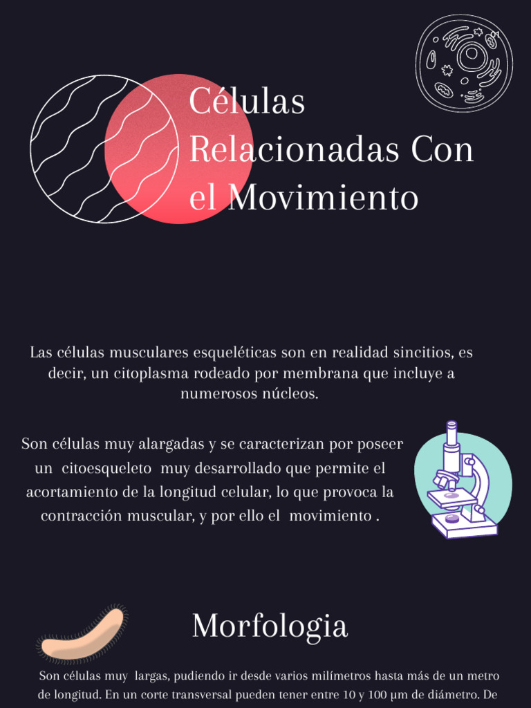 Estructura y Función de Células Musculares | PDF | Actina | Músculo